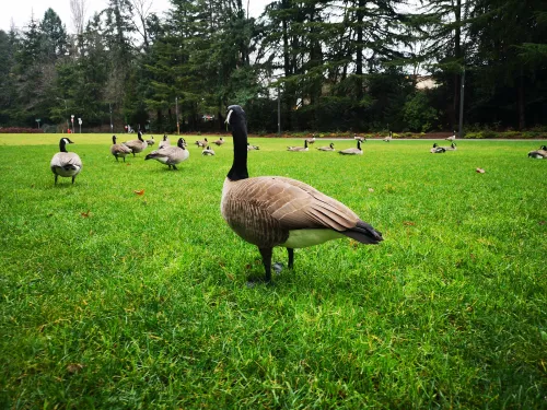 Goose Repellent - Grass Roots Inc